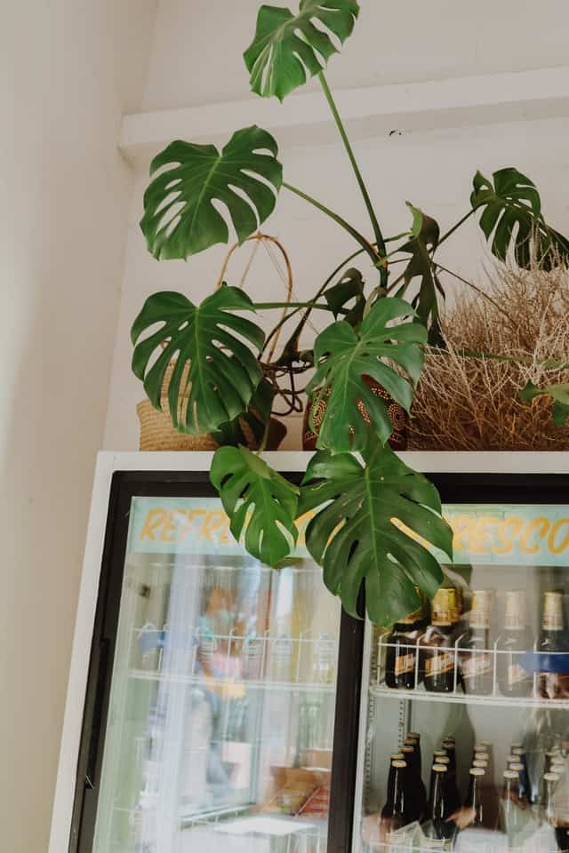 Split Leaf Philodendron Pruning (Helpful Guide) - Gardening Tips And Tricks