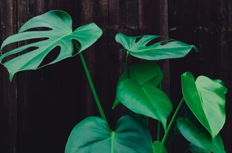 11 Most Expensive House Plants (Incredible Plants) - Gardening Tips And ...