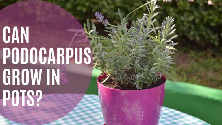 Can Podocarpus Grow In Pots? [A Step-by-Step Guide] - Gardening Tips ...