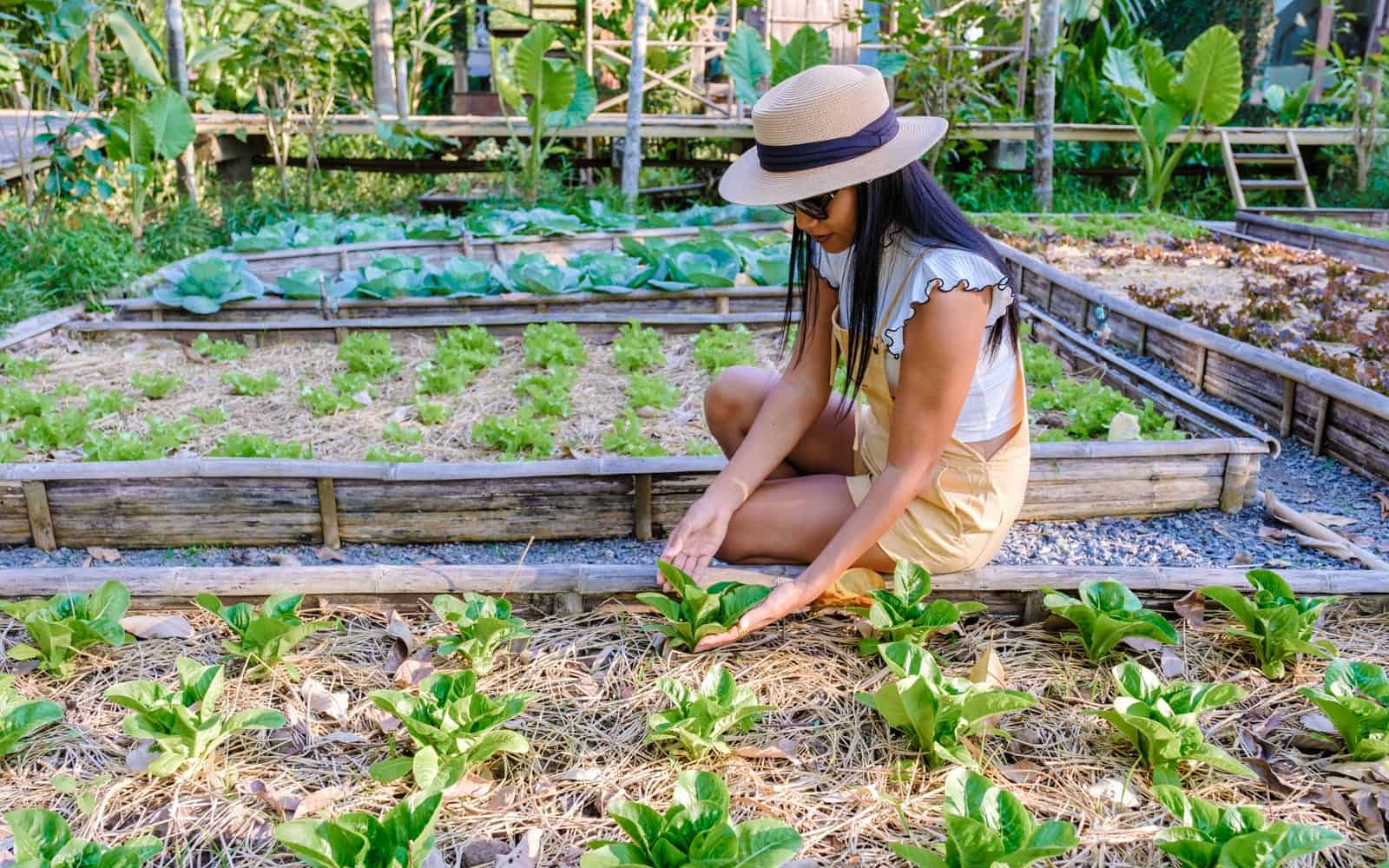 What Should I Plant In My First Vegetable Garden? - Gardening Tips And ...